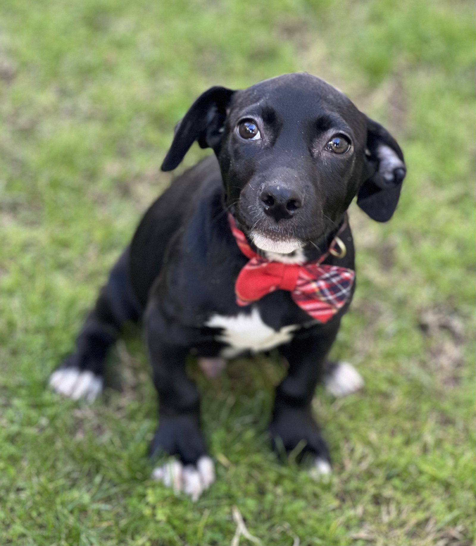 Dog for Adoption - Sammi, a Dachshund in Avondale, AZ | Alpha Paw