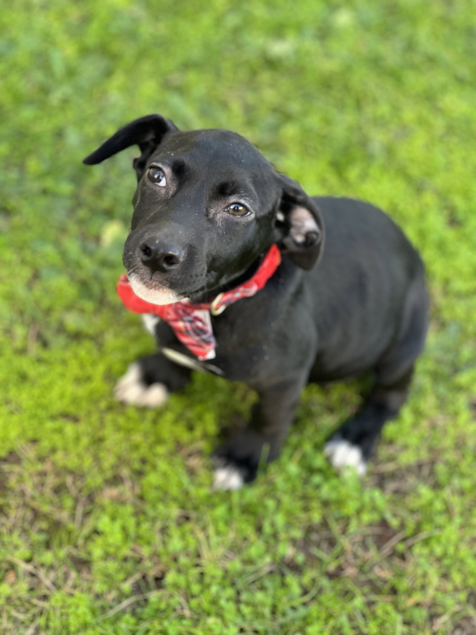 Dog for Adoption - Sammi, a Dachshund in Avondale, AZ | Alpha Paw