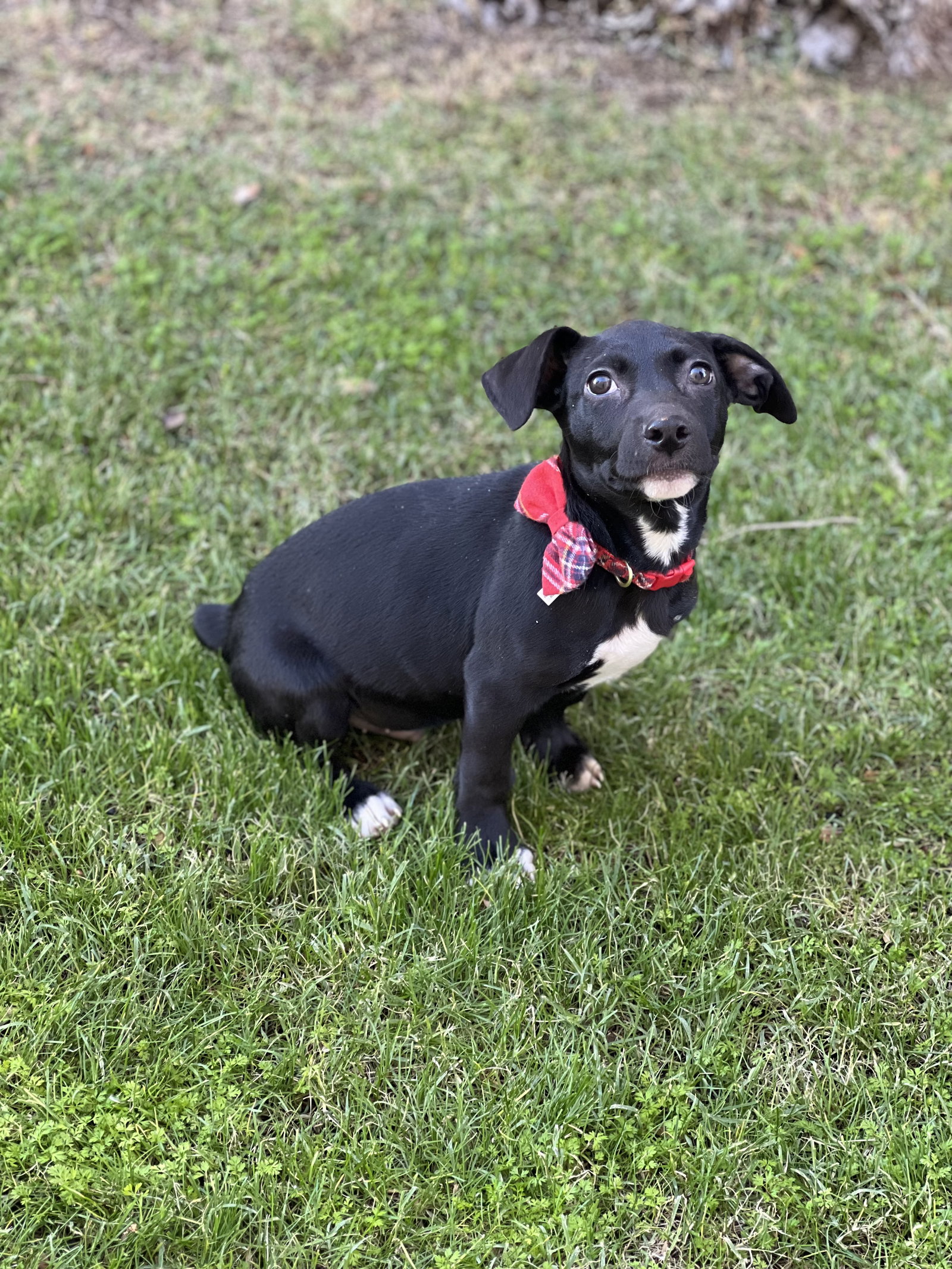 Dog for Adoption - Sammi, a Dachshund in Avondale, AZ | Alpha Paw