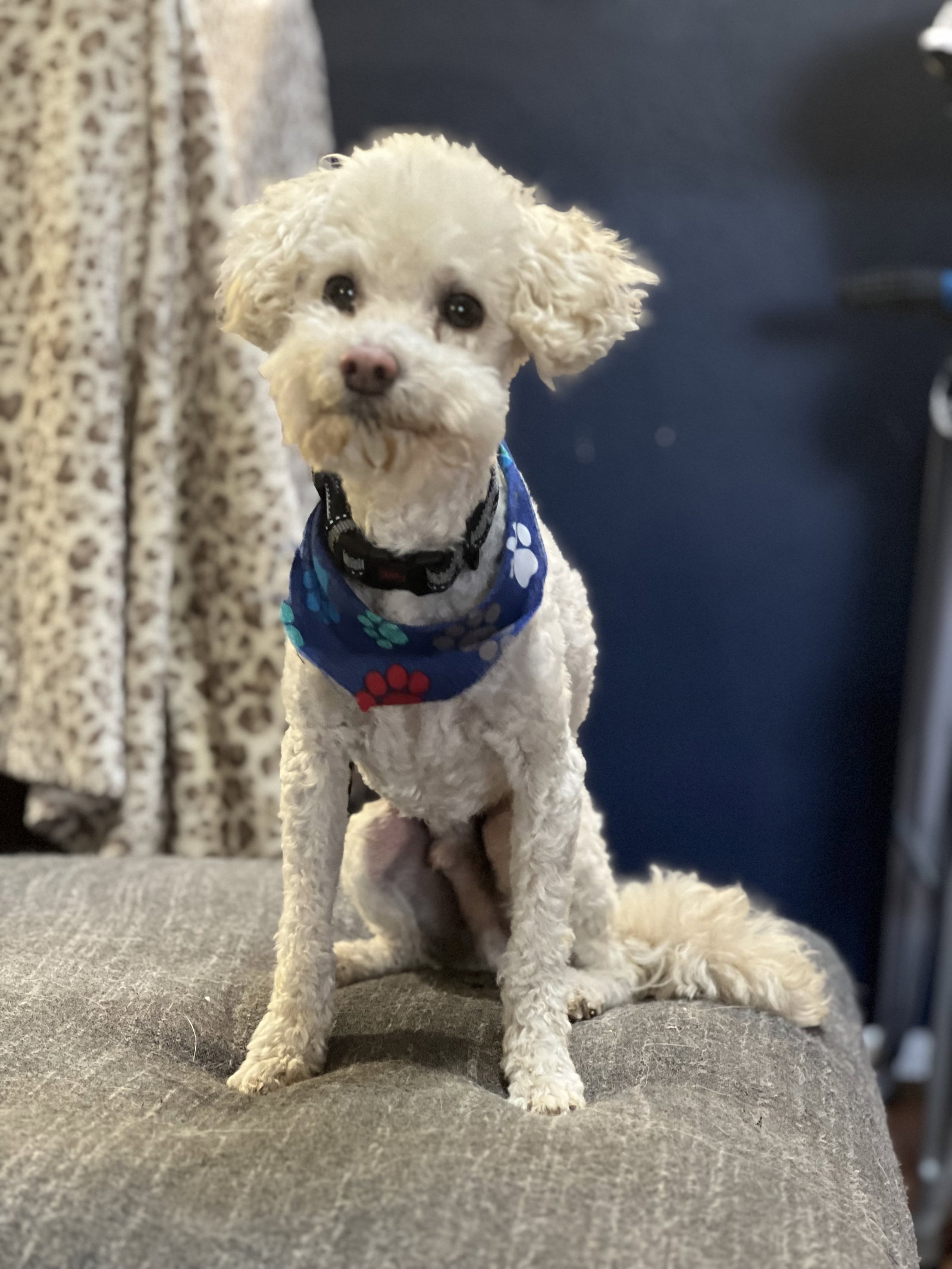 Dog for Adoption - Snoopy, a Bichon Frise in Wickenburg, AZ | Alpha Paw