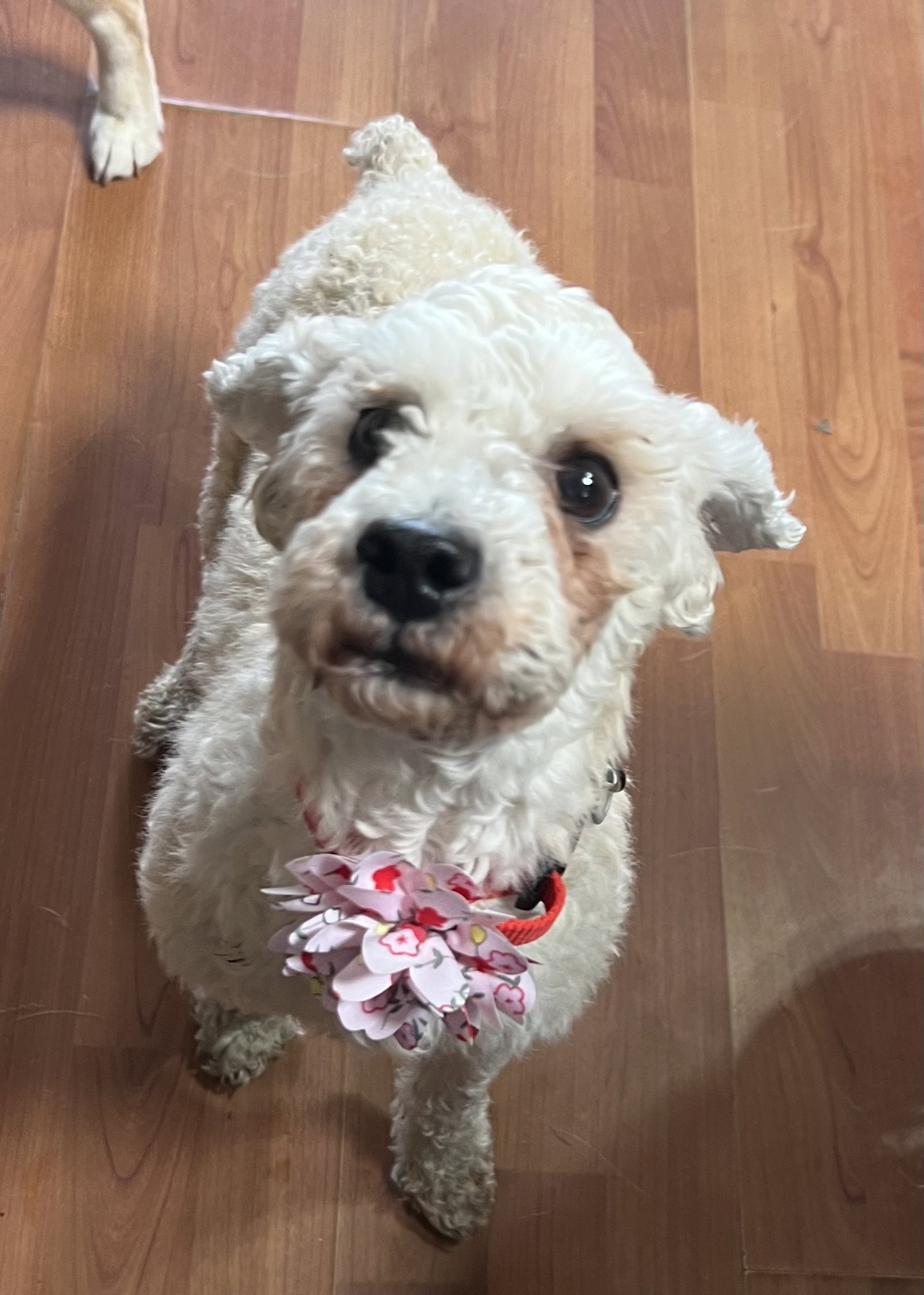 Dog for Adoption - Mimi Lou, a Poodle (Miniature) in Tempe, AZ | Alpha Paw