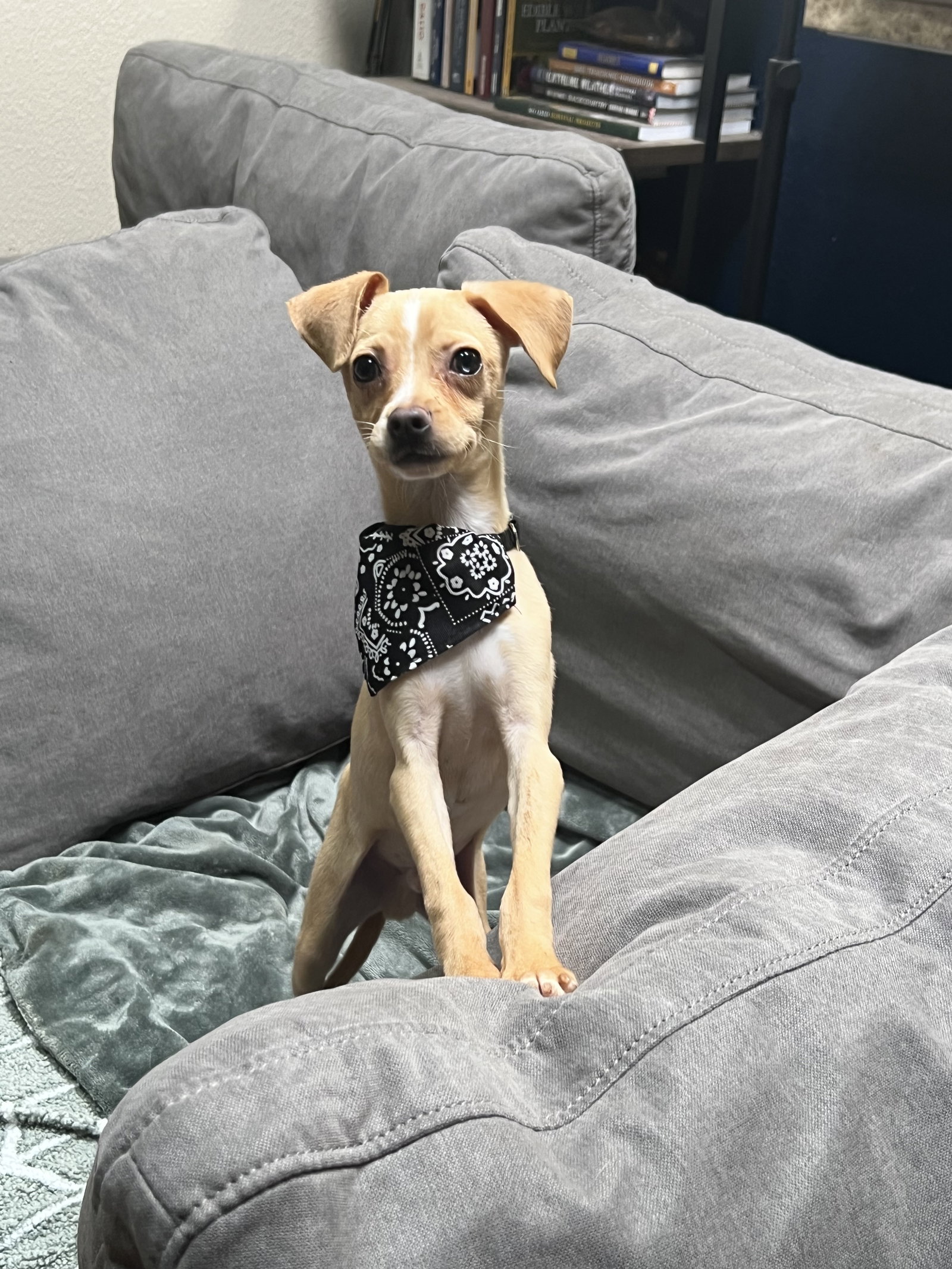 Dog for Adoption - Ducky, a Italian Greyhound in Black Canyon City, AZ ...