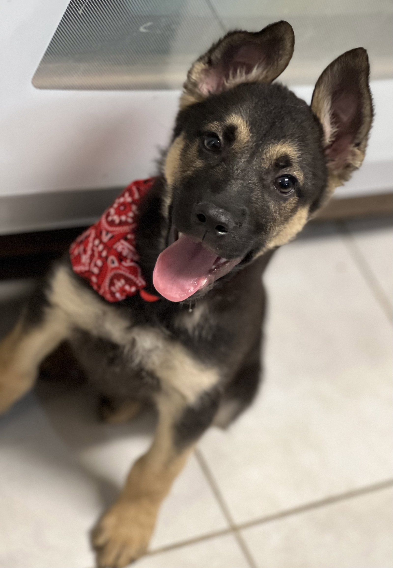 Dog for Adoption - Oso, a German Shepherd Dog in Sun City West, AZ ...
