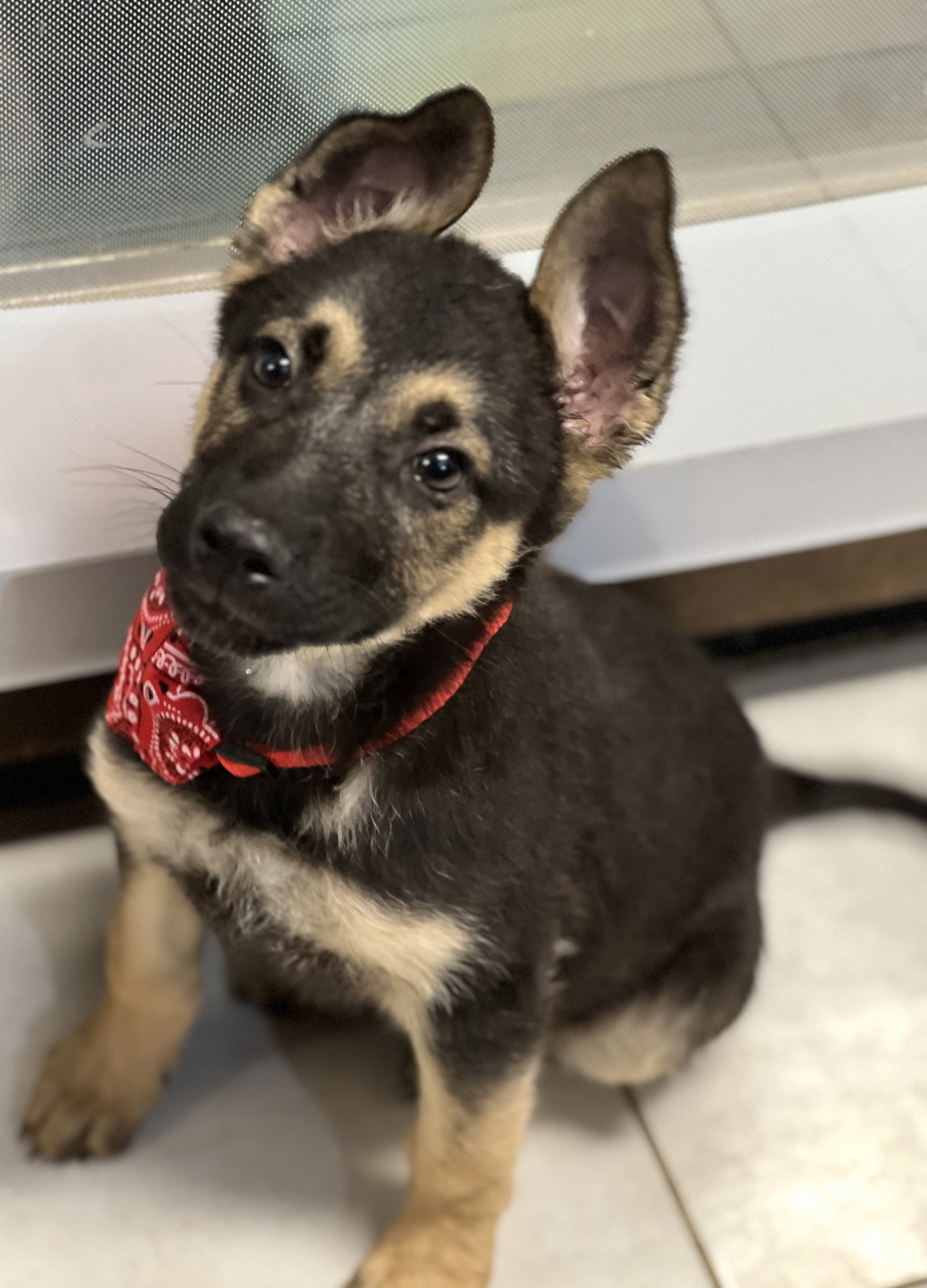 Dog for Adoption - Oso, a German Shepherd Dog in Sun City West, AZ ...
