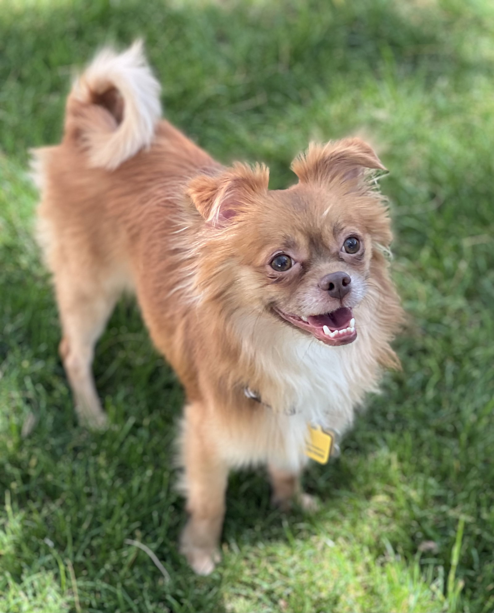 Dog for Adoption - Ryda, a Pomeranian in Surprise, AZ | Alpha Paw