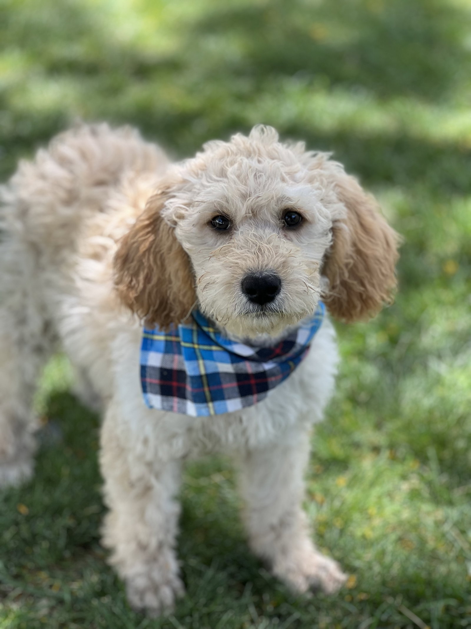 Dog for Adoption - Simon, a Poodle (Standard) in Chandler, AZ | Alpha Paw