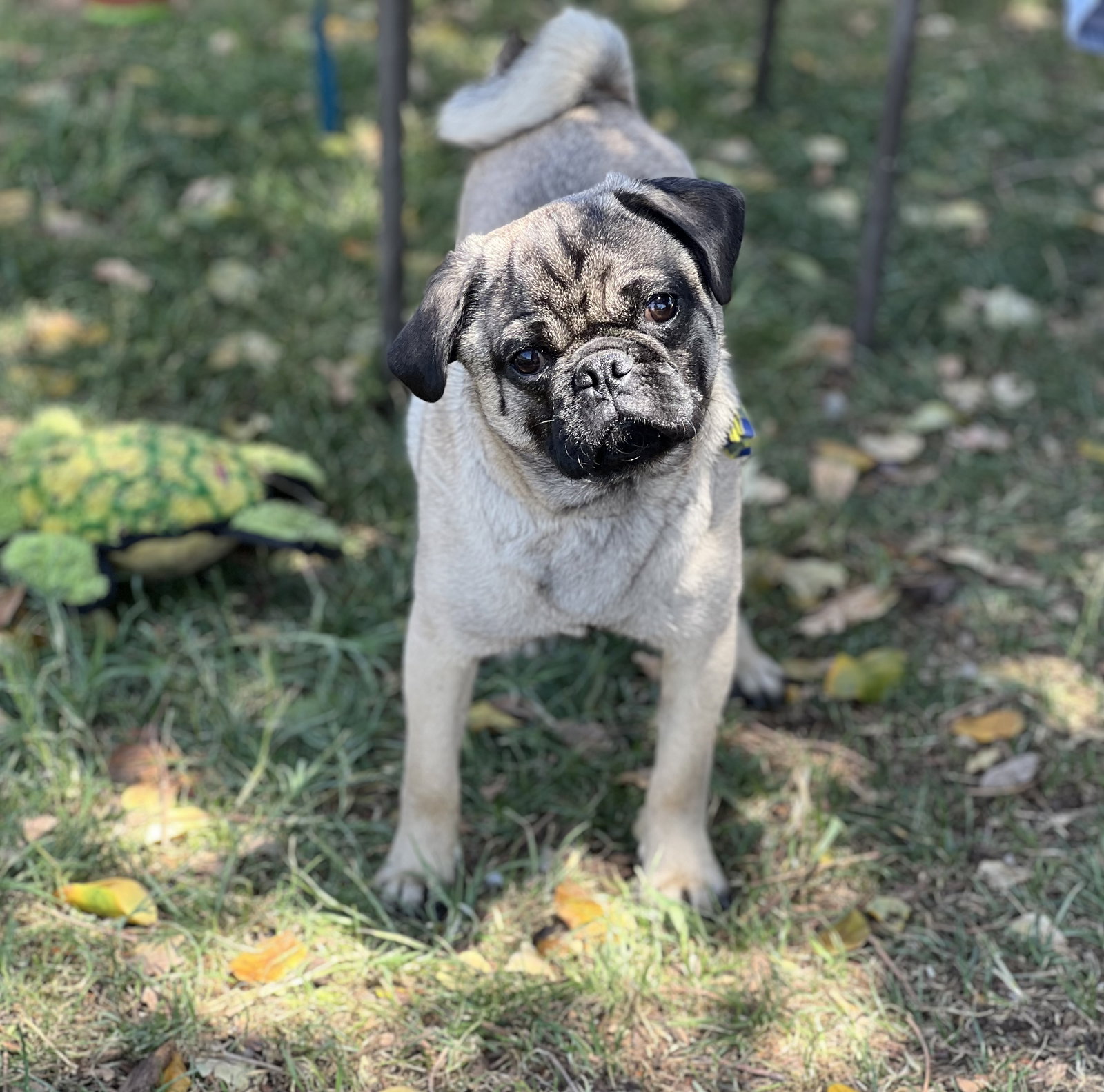 Dog for Adoption - Pudge, a Pug in Mesa, AZ | Alpha Paw