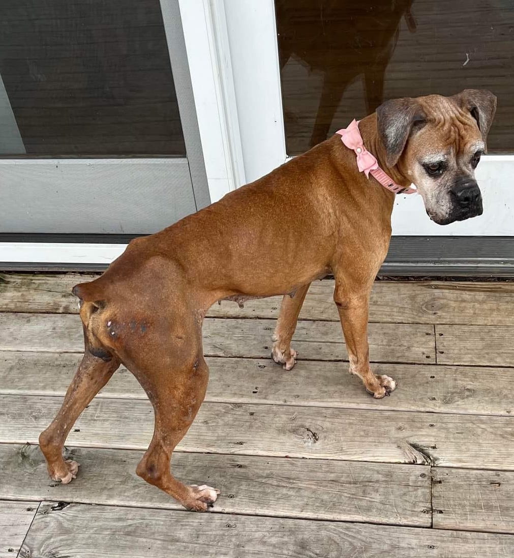 Dog for Adoption - LUCY, a Boxer in Rochester, MN | Alpha Paw