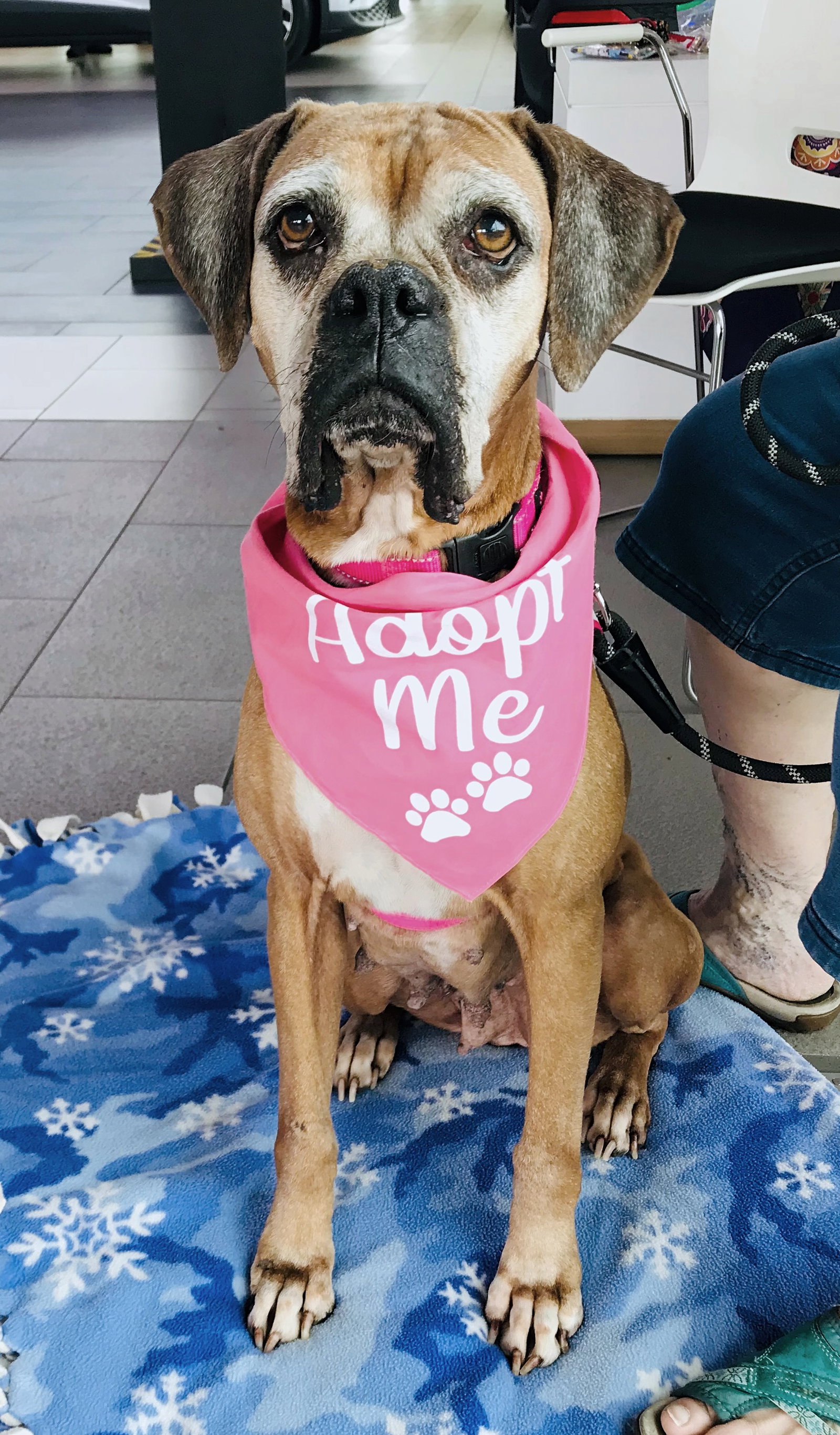 Dog for Adoption - LUCY, a Boxer in Rochester, MN | Alpha Paw