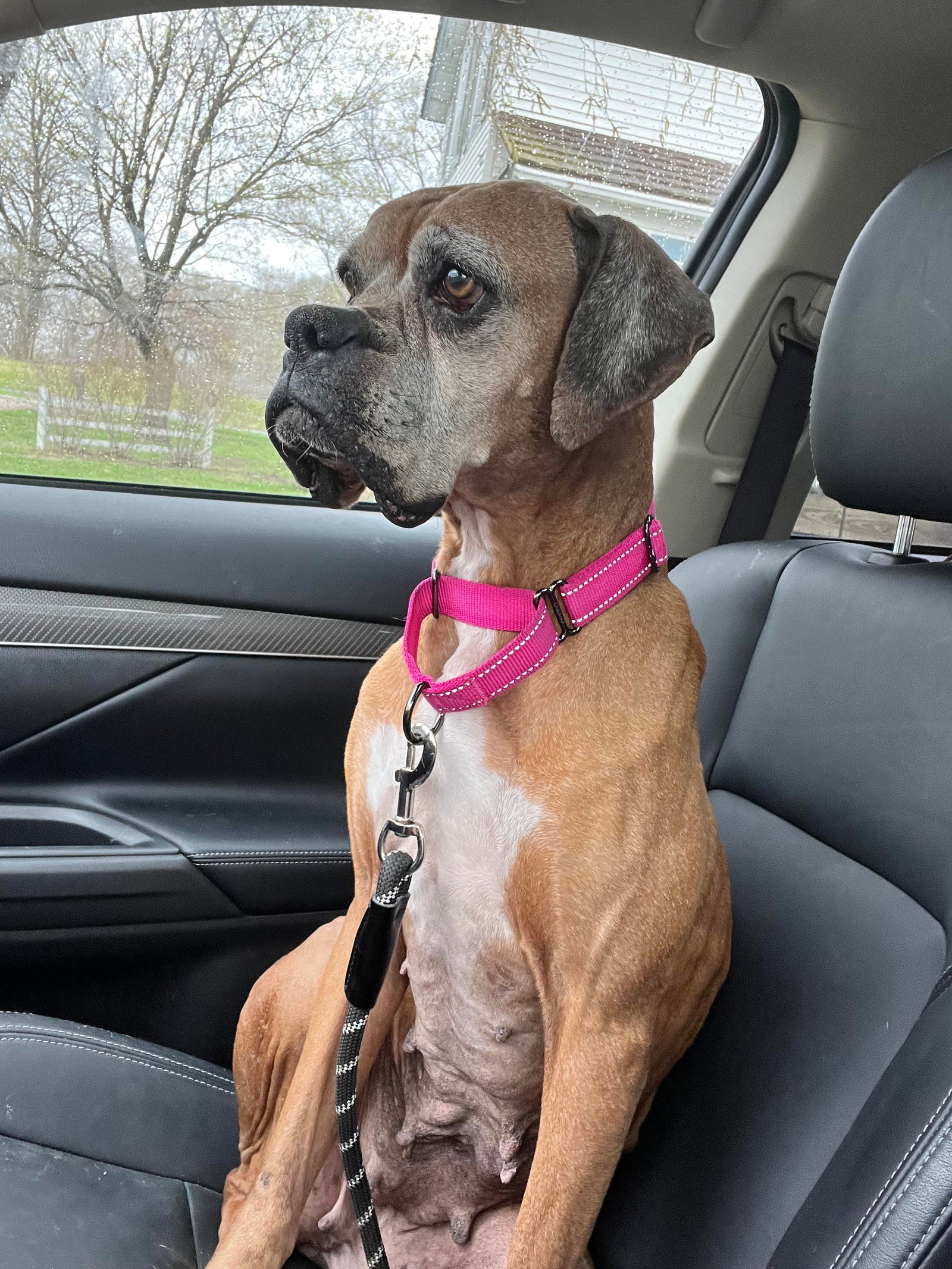 Dog for Adoption - LUCY, a Boxer in Rochester, MN | Alpha Paw
