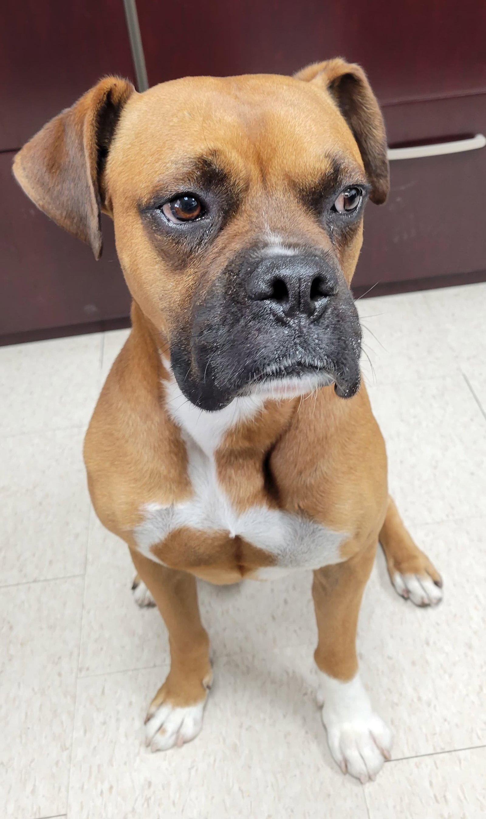 Dog for Adoption - BRUNO III, a Boxer in Mankato, MN | Alpha Paw