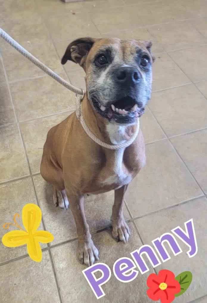 Dog for Adoption - PENNY, a Boxer in Rochester, MN | Alpha Paw