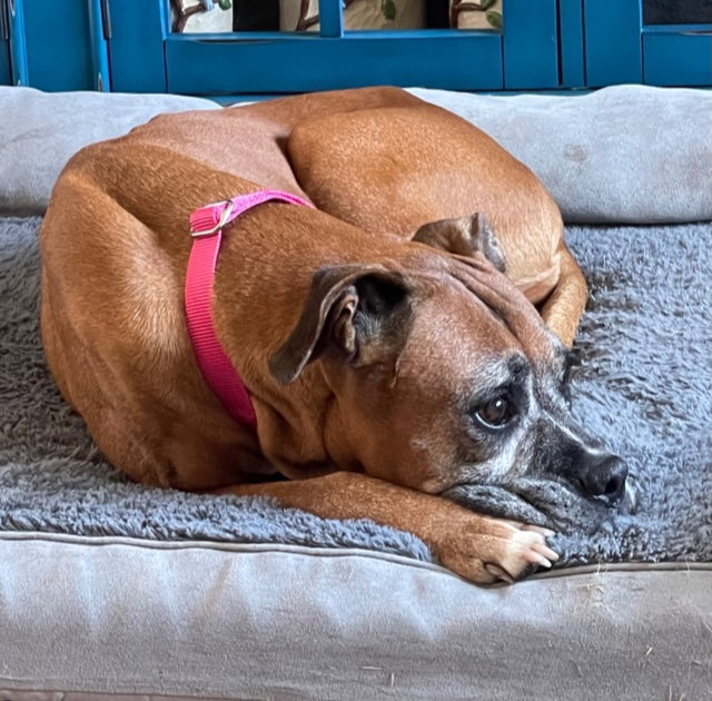 Dog for Adoption - PENNY, a Boxer in Rochester, MN | Alpha Paw