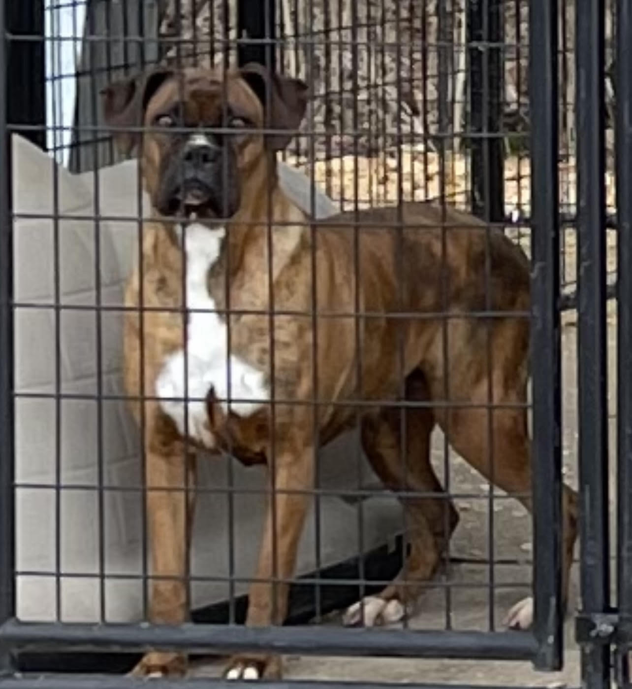 Dog for Adoption - ZEN, a Boxer in Austin, MN | Alpha Paw