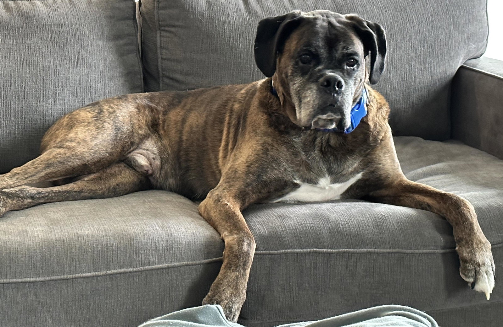 Dog for Adoption - Koda, a Boxer in Freeborn County, MN | Alpha Paw