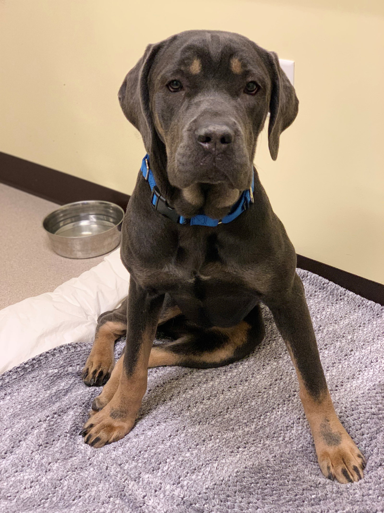 Dog for Adoption - Mungo, a Cane Corso Mastiff in Fort Collins, CO ...