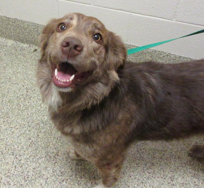 Dog for Adoption - Khloe, a Australian Shepherd in Boulder County, CO ...