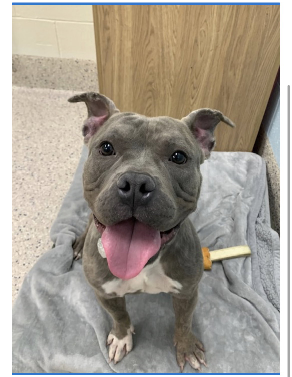 Dog adoption in Fort Collins, CO 80524: Staffordshire Bull Terrier ...