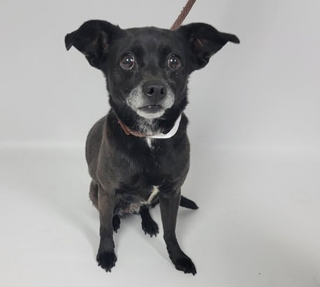 Dog for Adoption - Blueberry, a Chihuahua in Cheyenne, WY | Alpha Paw