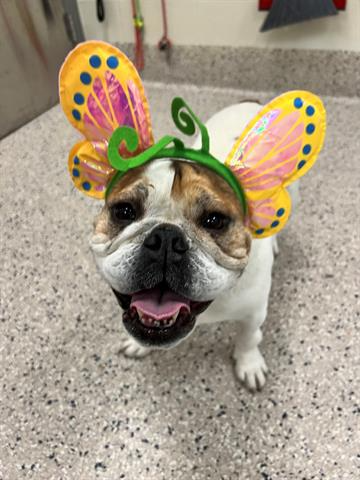Dog for Adoption - Madeline, a English Bulldog in Wellington, CO ...
