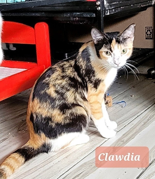 Cats for Adoption in Land O Lakes, Florida | Alpha Paw