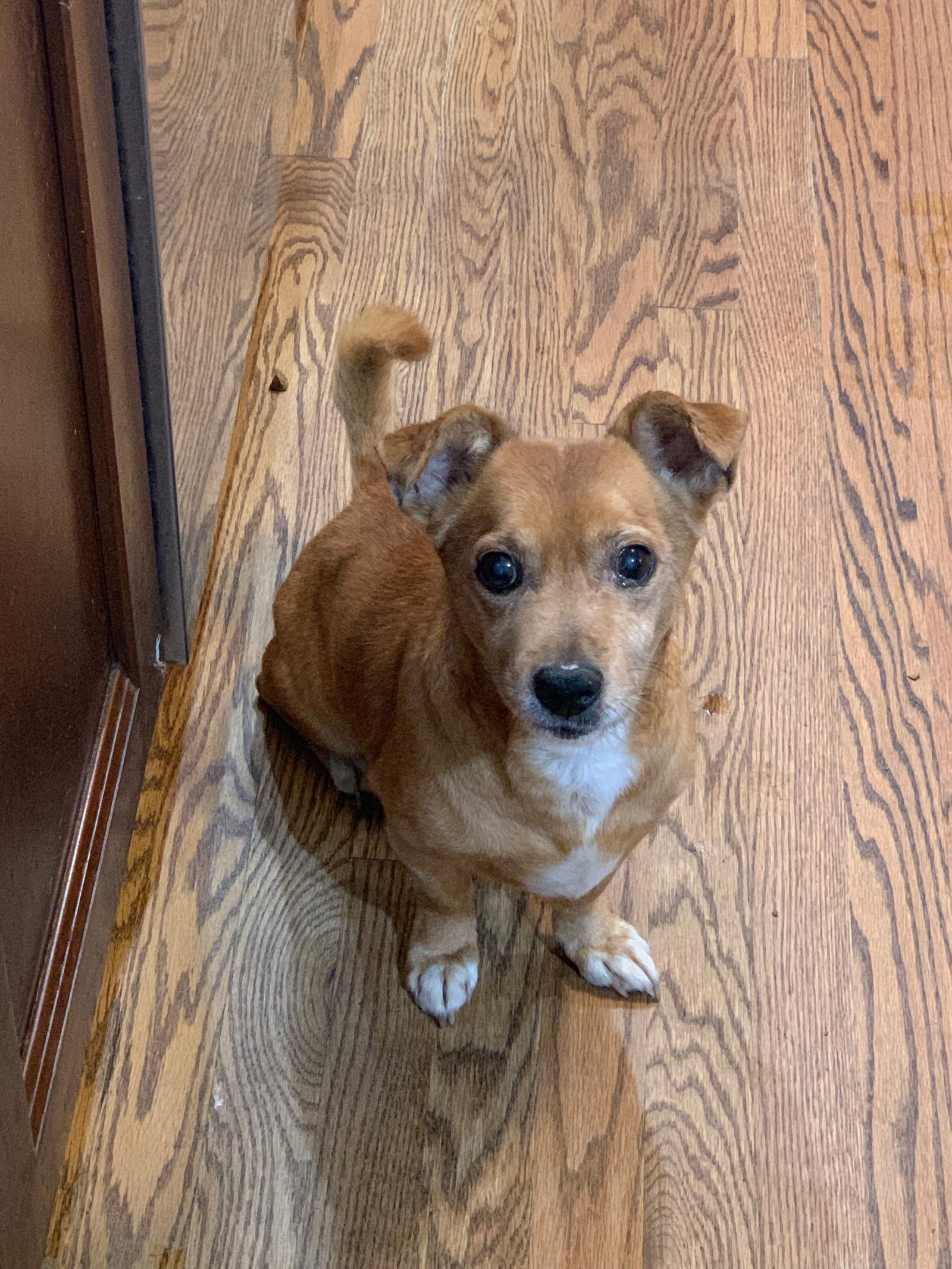 Peanut's No Paw Left Behind Animal Rescue | New Jersey