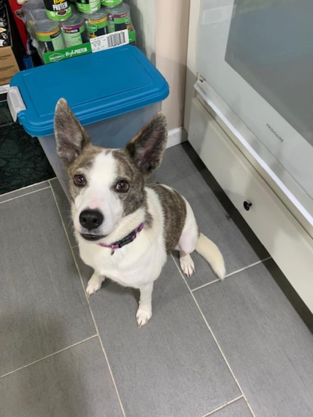 Suzy's No Paw Left Behind Animal Rescue | New Jersey