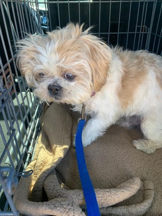 Bobo ( PENDING )'s No Paw Left Behind Animal Rescue | New Jersey