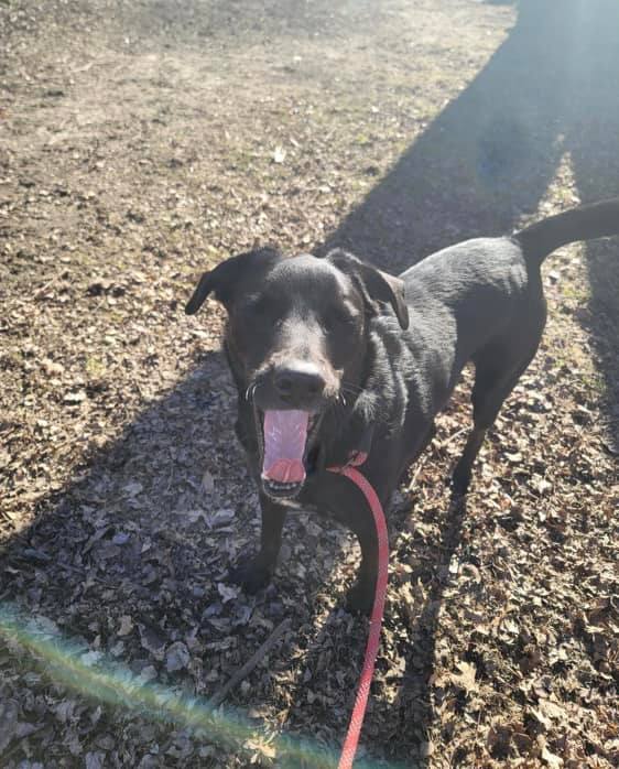 Loki's No Paw Left Behind Animal Rescue | New Jersey