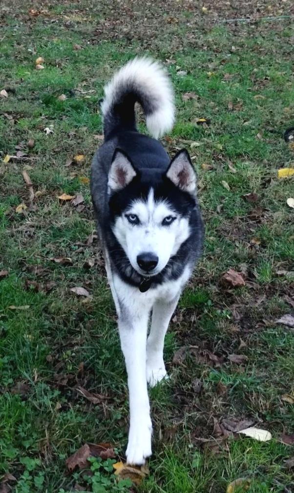 Gray's No Paw Left Behind Animal Rescue | New Jersey