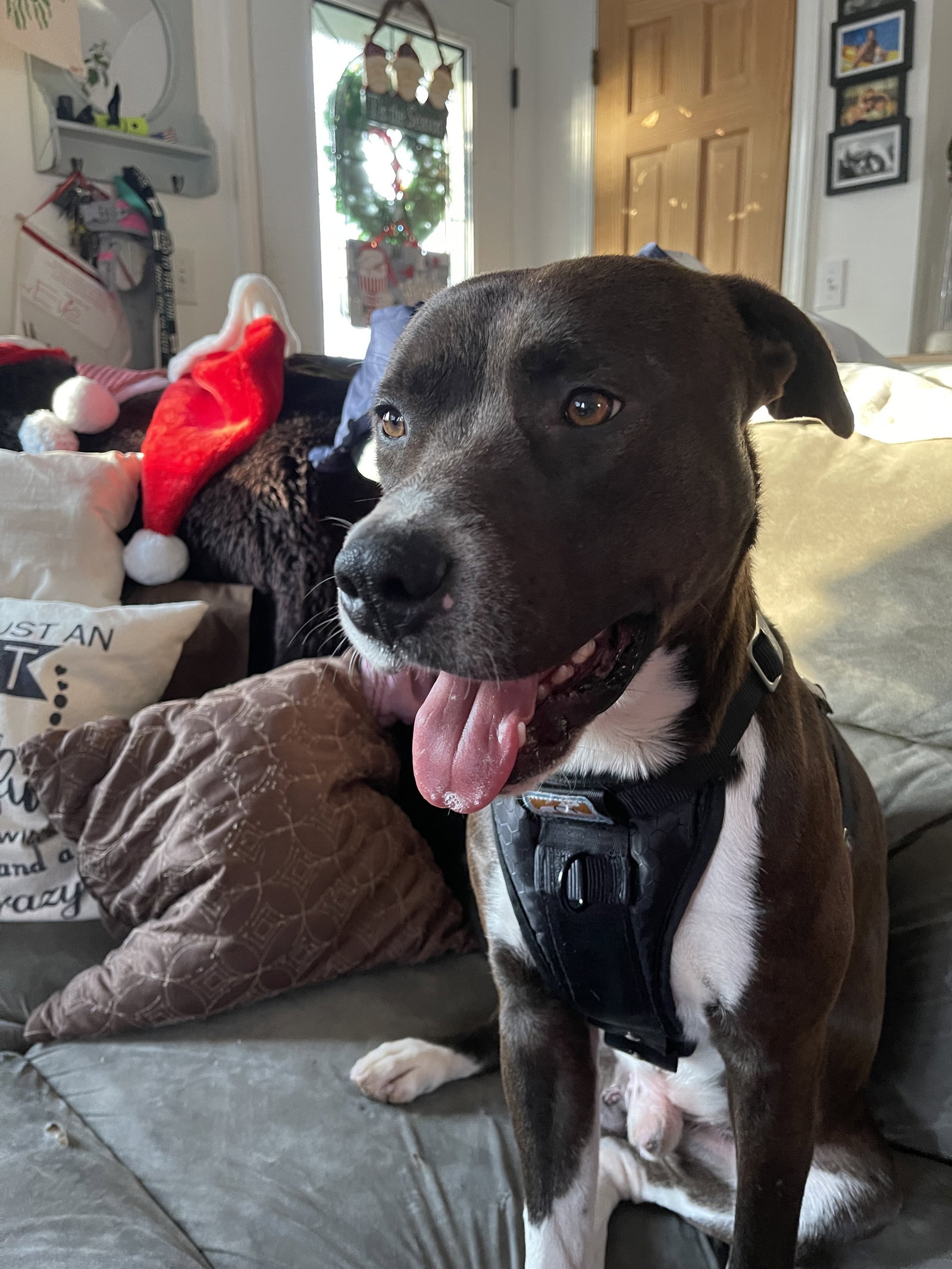 Buddy's No Paw Left Behind Animal Rescue | New Jersey