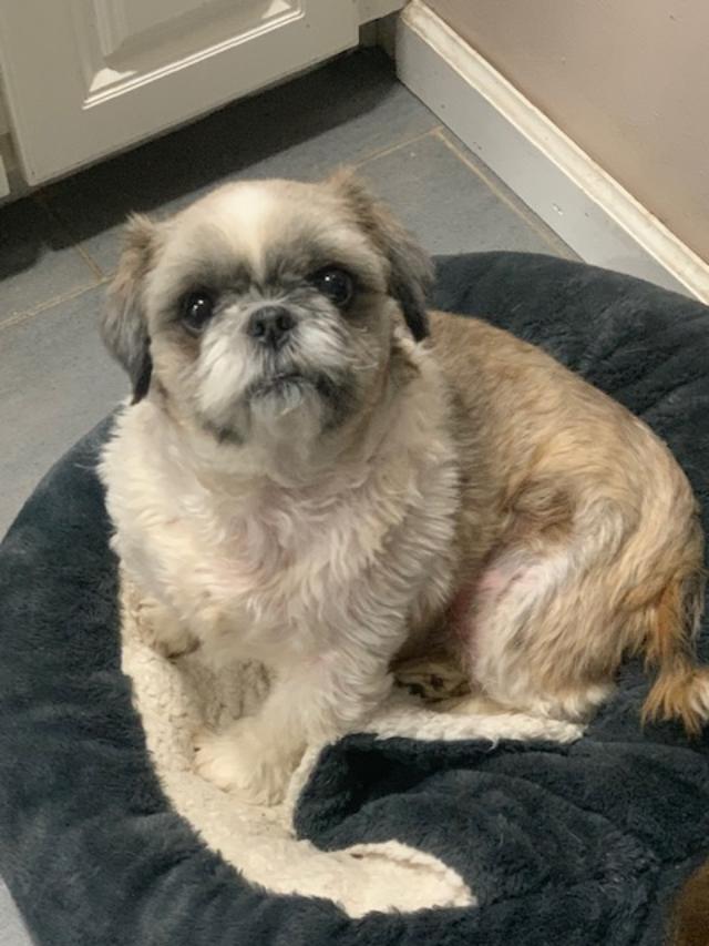 Gizmo's No Paw Left Behind Animal Rescue | New Jersey