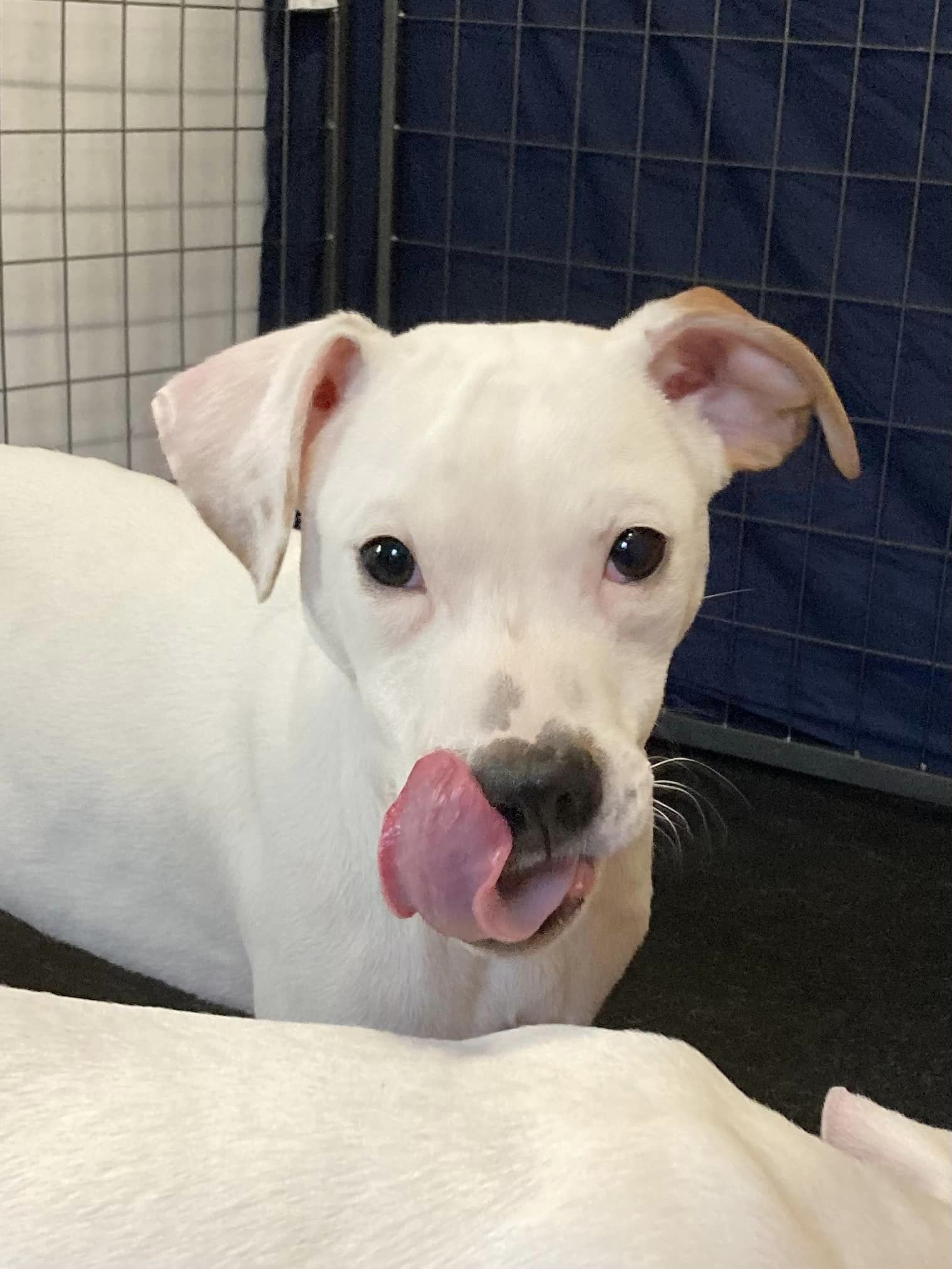 Dominic's No Paw Left Behind Animal Rescue | New Jersey
