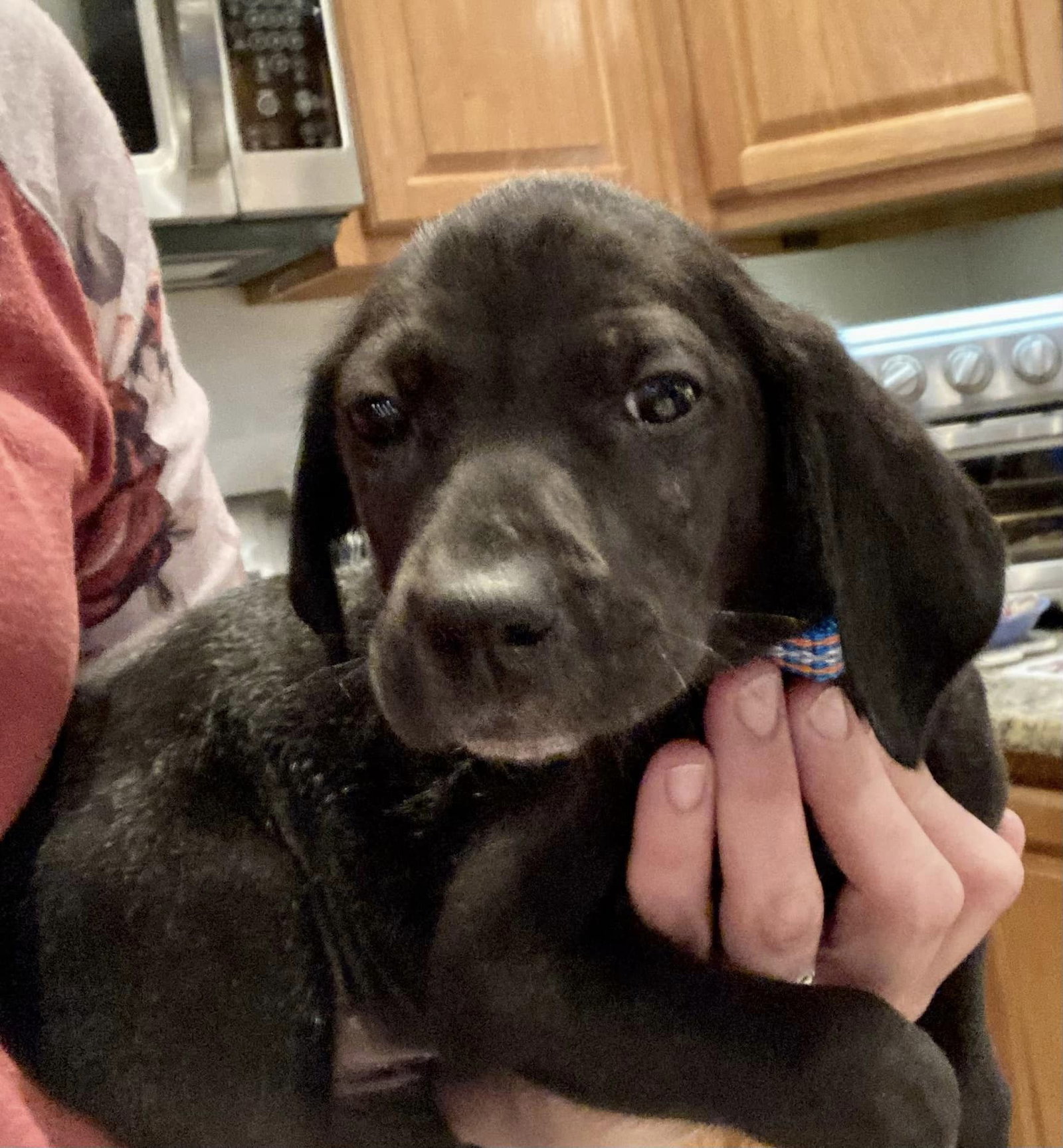 Alabama Crew's No Paw Left Behind Animal Rescue | New Jersey