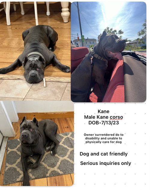 No Paw Left Behind Animal Rescue | New Jersey