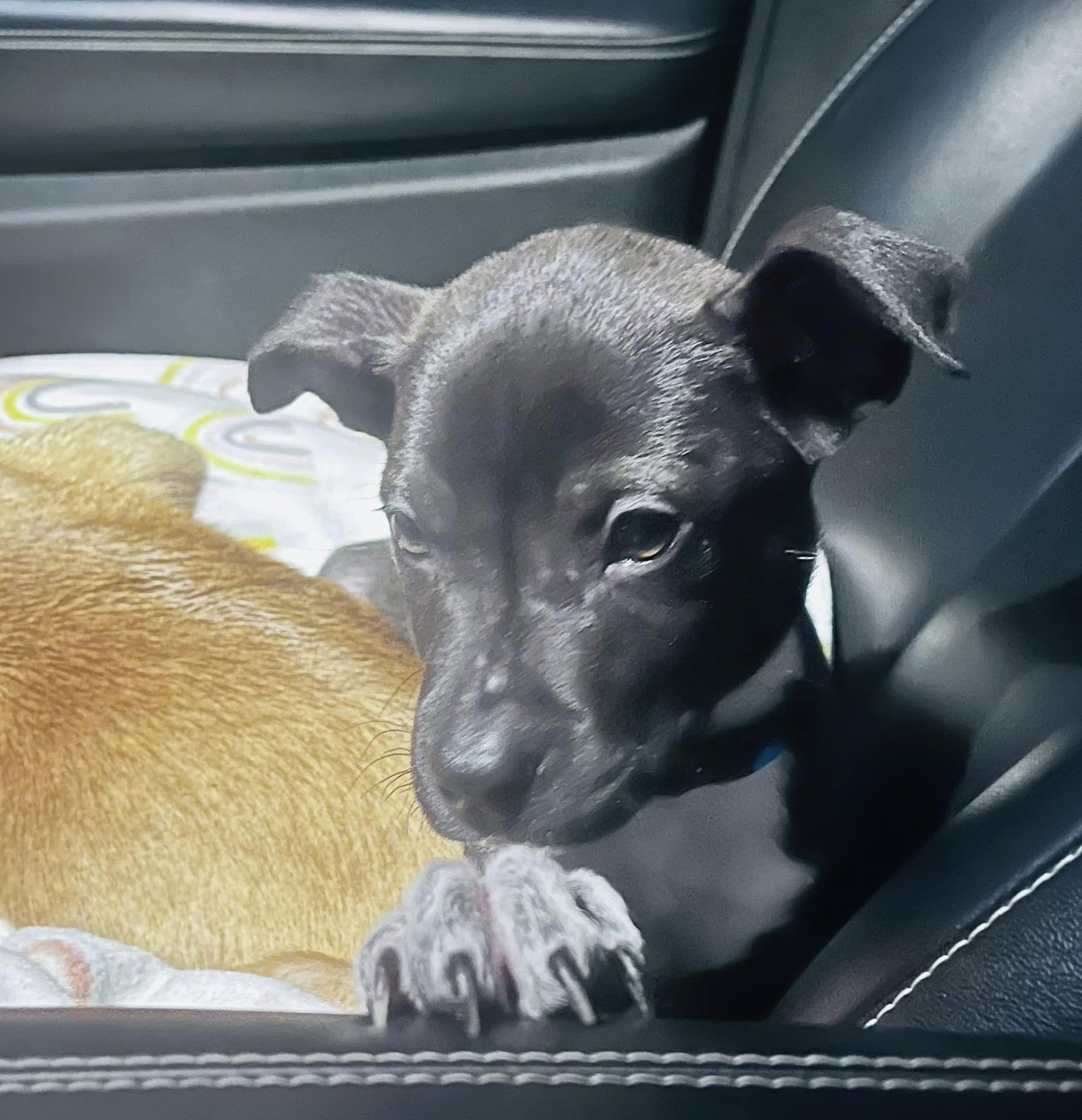 Dog for Adoption - Sam, a Pit Bull Terrier in New York City, NY | Alpha Paw