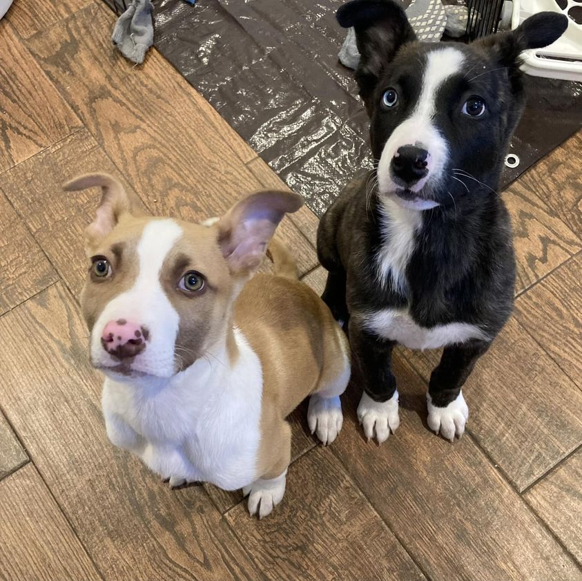 Dog for Adoption - Bear, a Border Collie in Mount Laurel, NJ | Alpha Paw