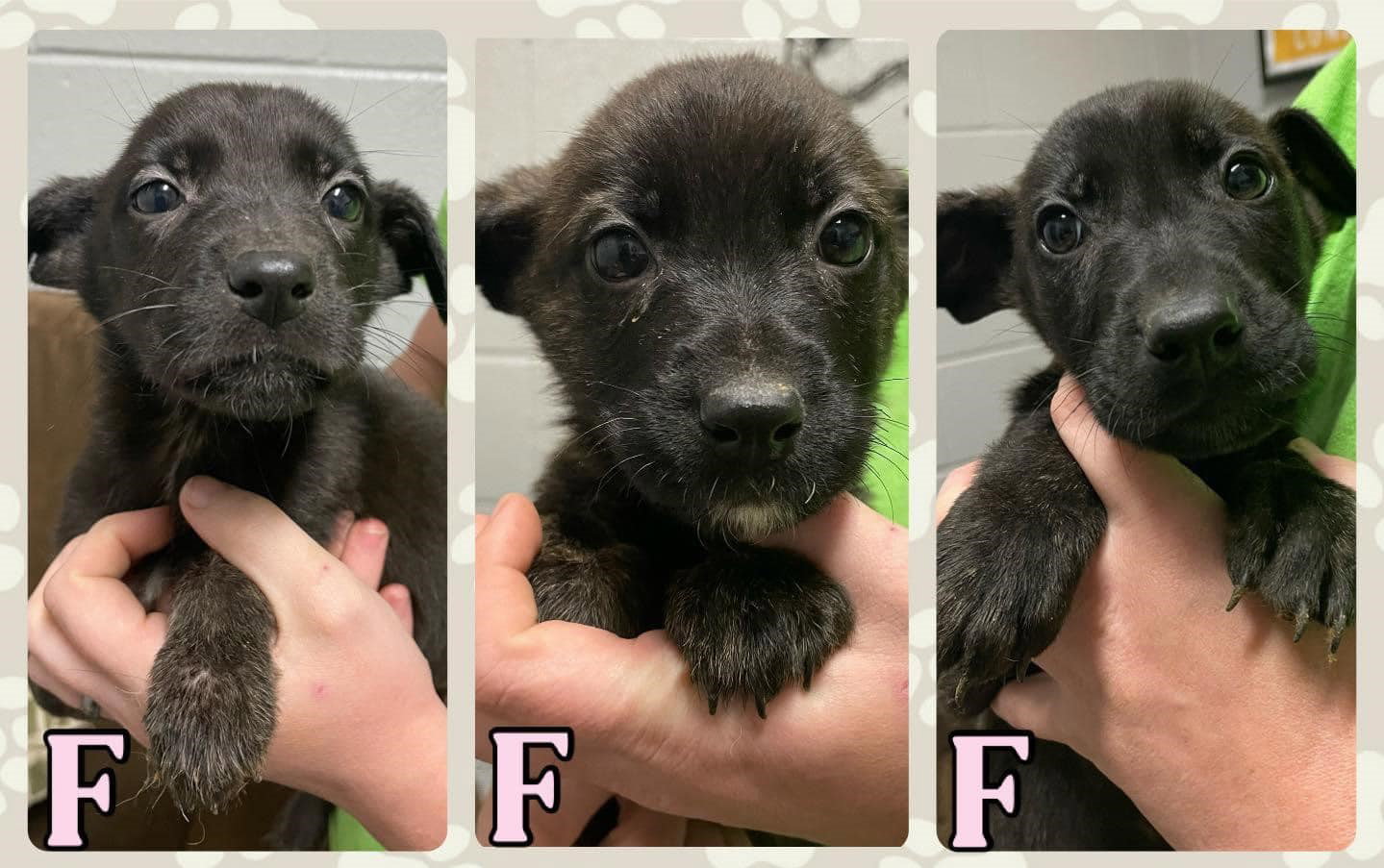 Dog for Adoption - Lily, Violet, Rose and Tulip, a Shepherd in ...