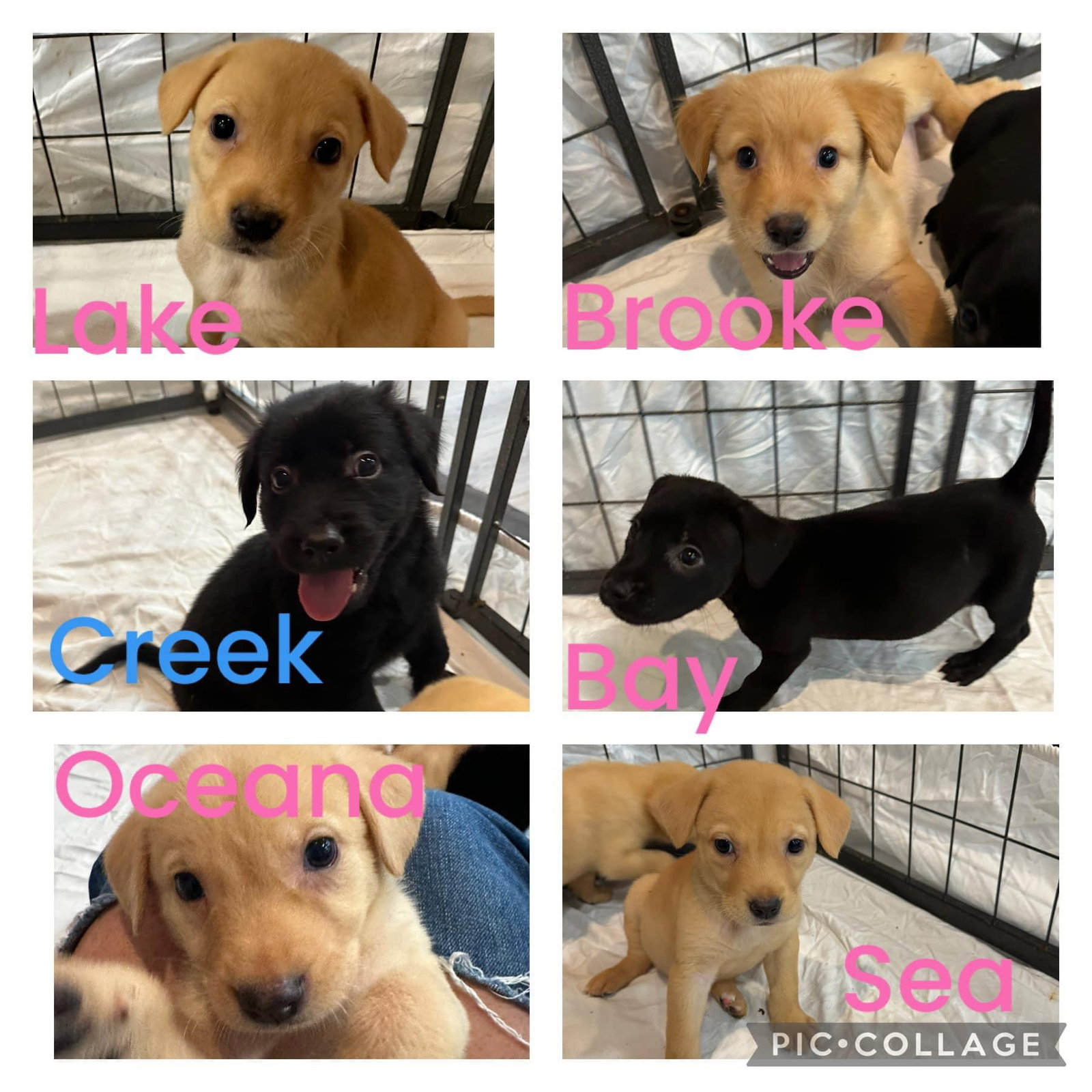 Water Babies' No Paw Left Behind Animal Rescue | New Jersey