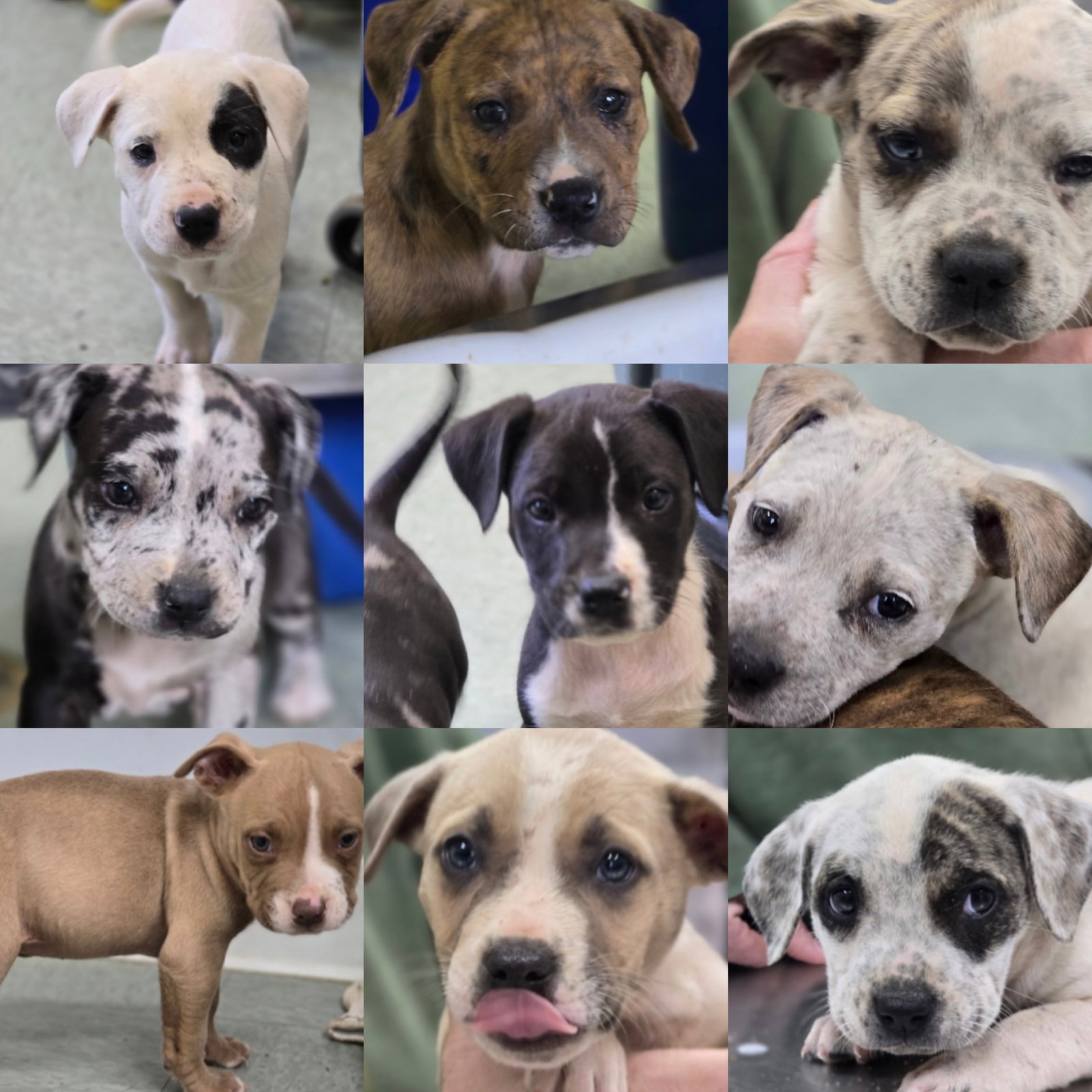 Litter of 9's No Paw Left Behind Animal Rescue | New Jersey
