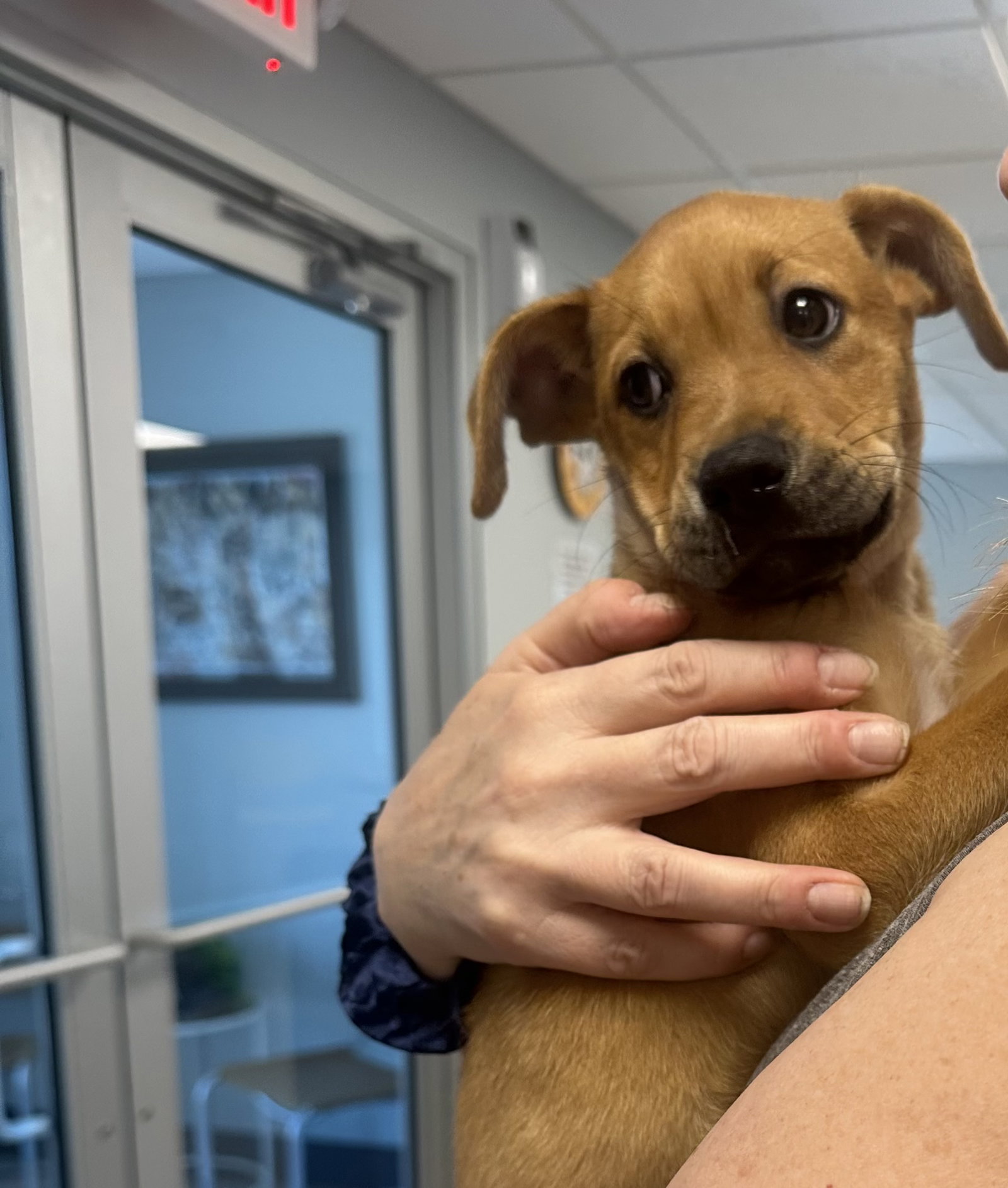 Bonnie's No Paw Left Behind Animal Rescue | New Jersey