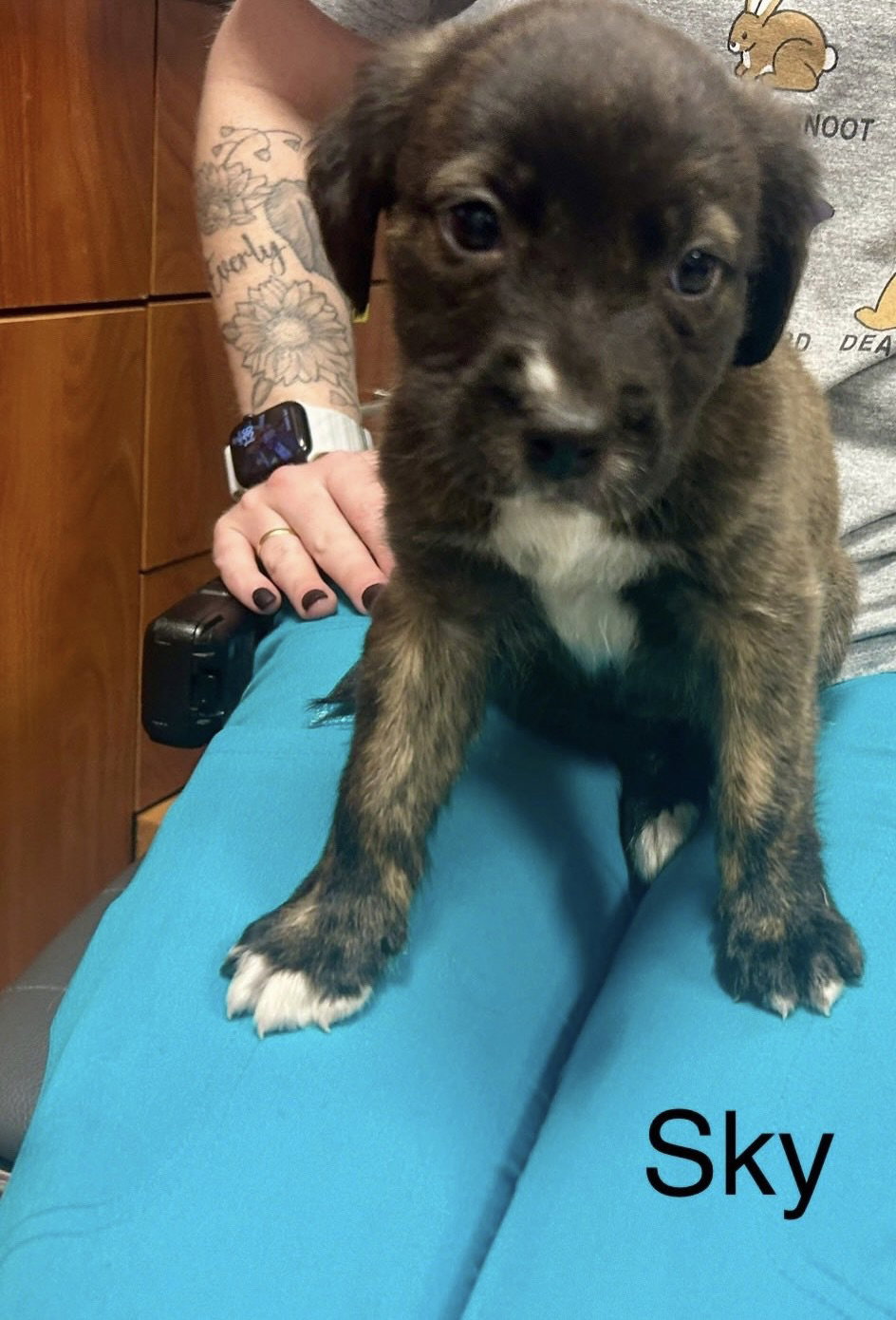 Sky's No Paw Left Behind Animal Rescue | New Jersey