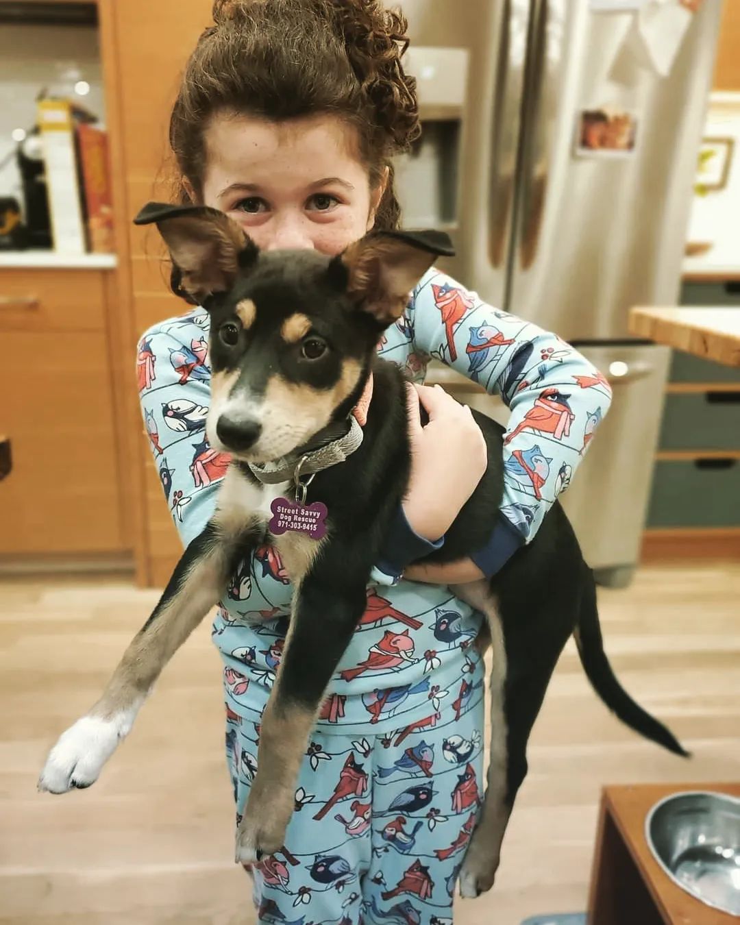 Dog for Adoption - Cha Cha, a Australian Cattle Dog/Blue Heeler in ...