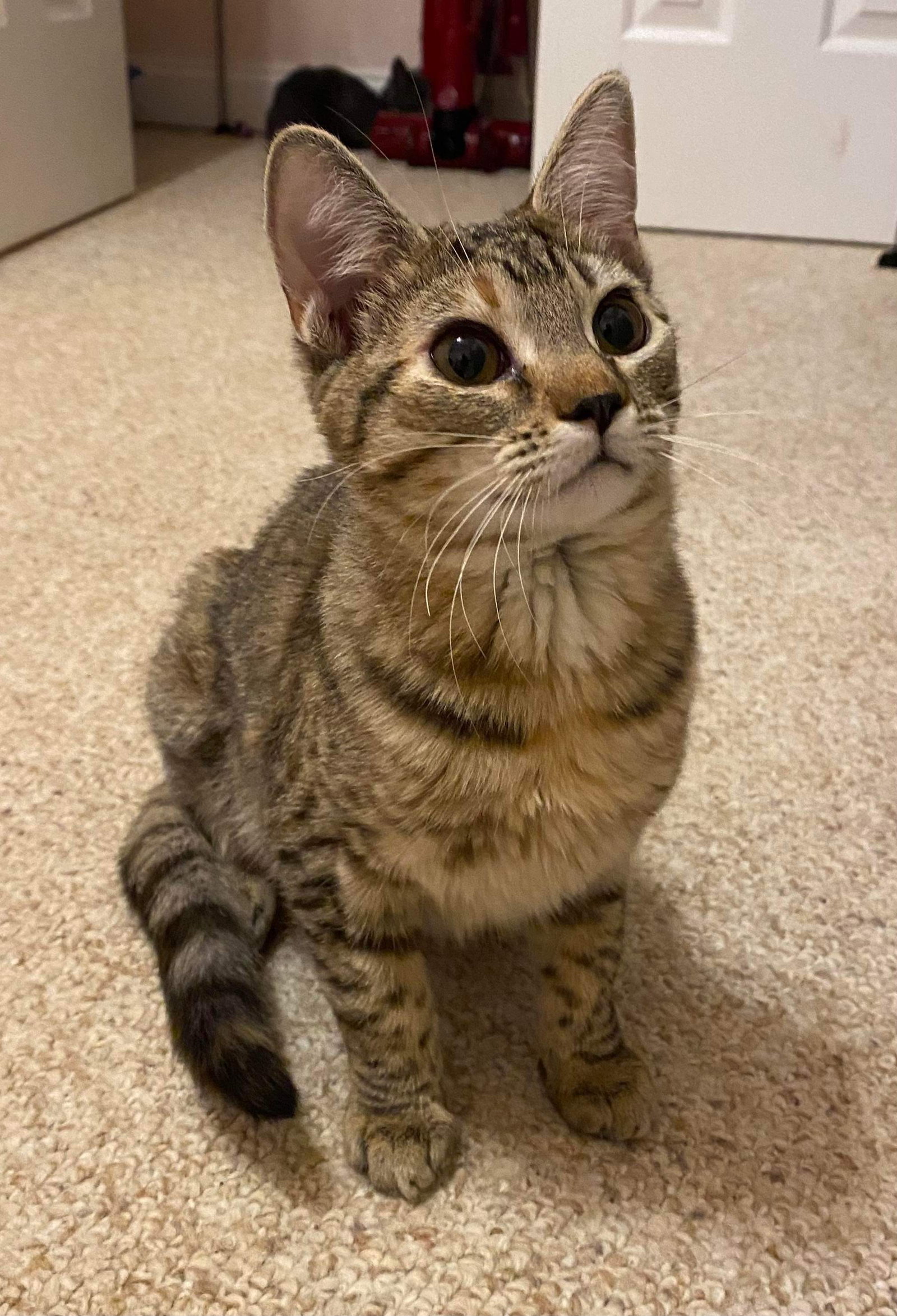 Cats for Adoption in Rockingham, North Carolina | Alpha Paw