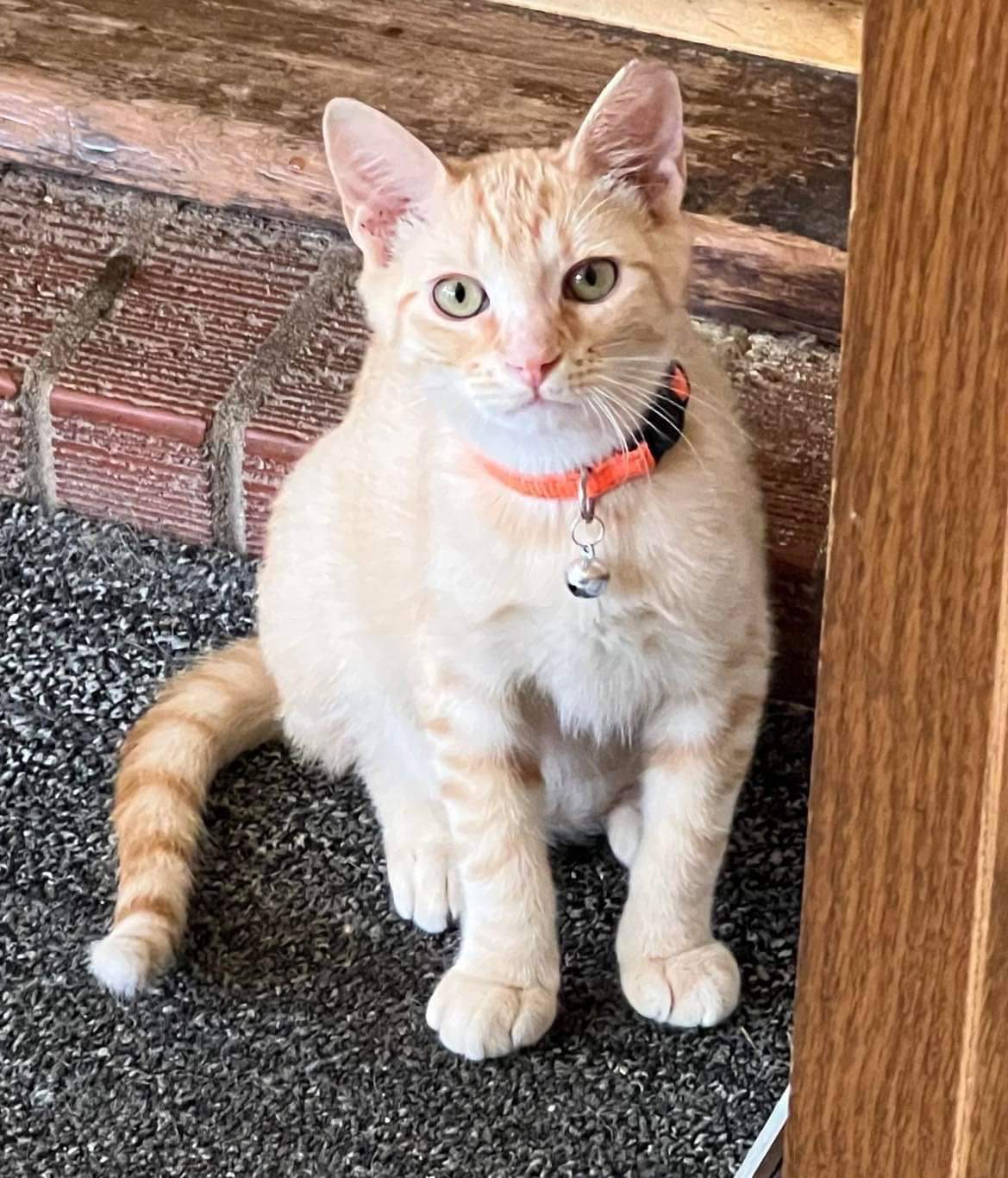 Cats for Adoption in Rockingham, North Carolina | Alpha Paw