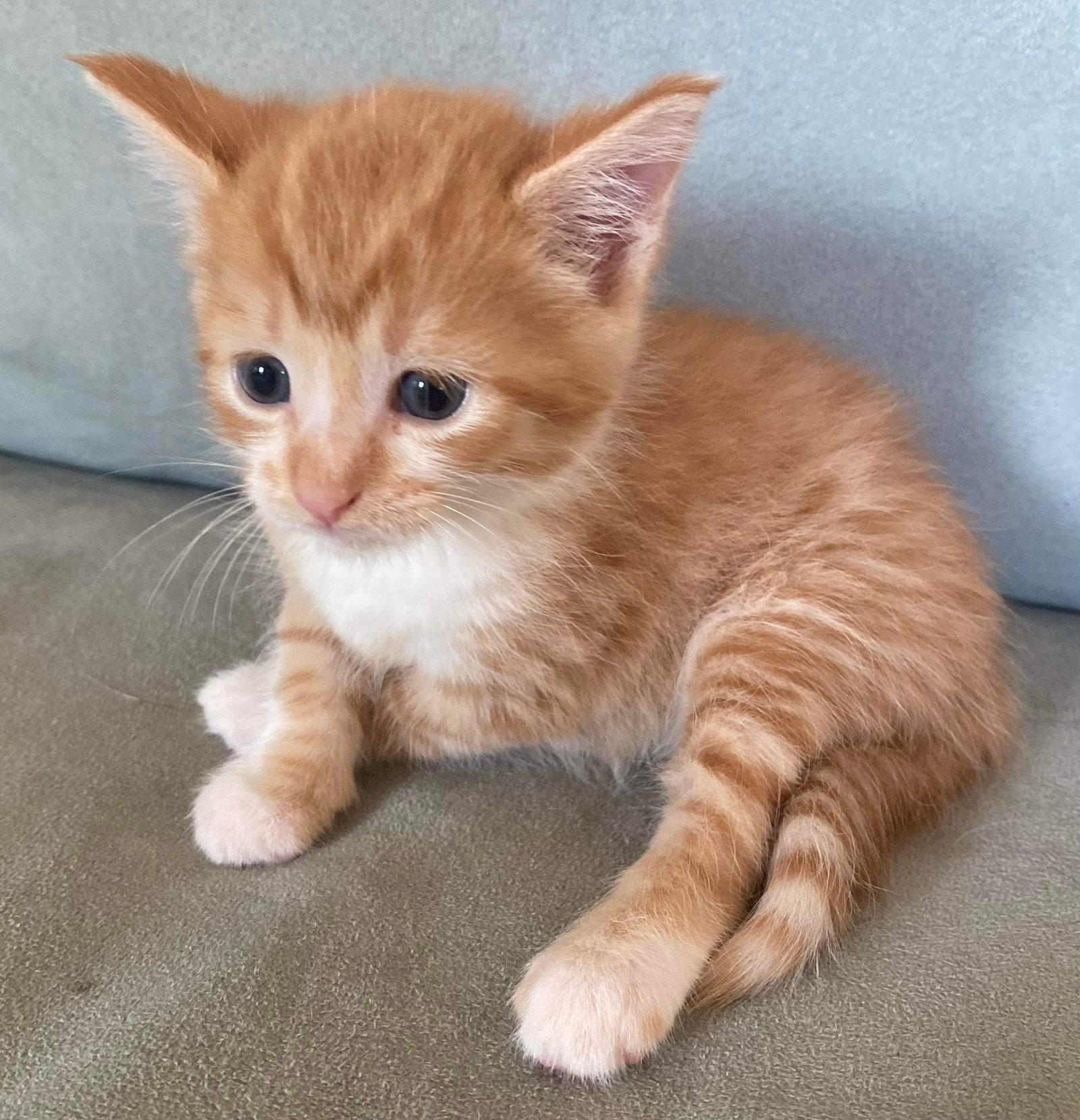 Cats for Adoption in Charlotte, North Carolina | Alpha Paw