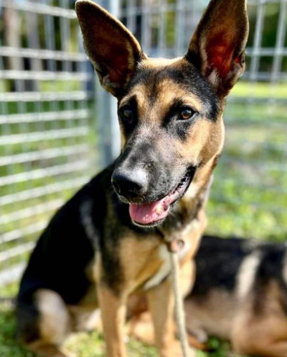 Dog for Adoption - Ena 0489, a German Shepherd Dog in Punta Rassa, FL ...