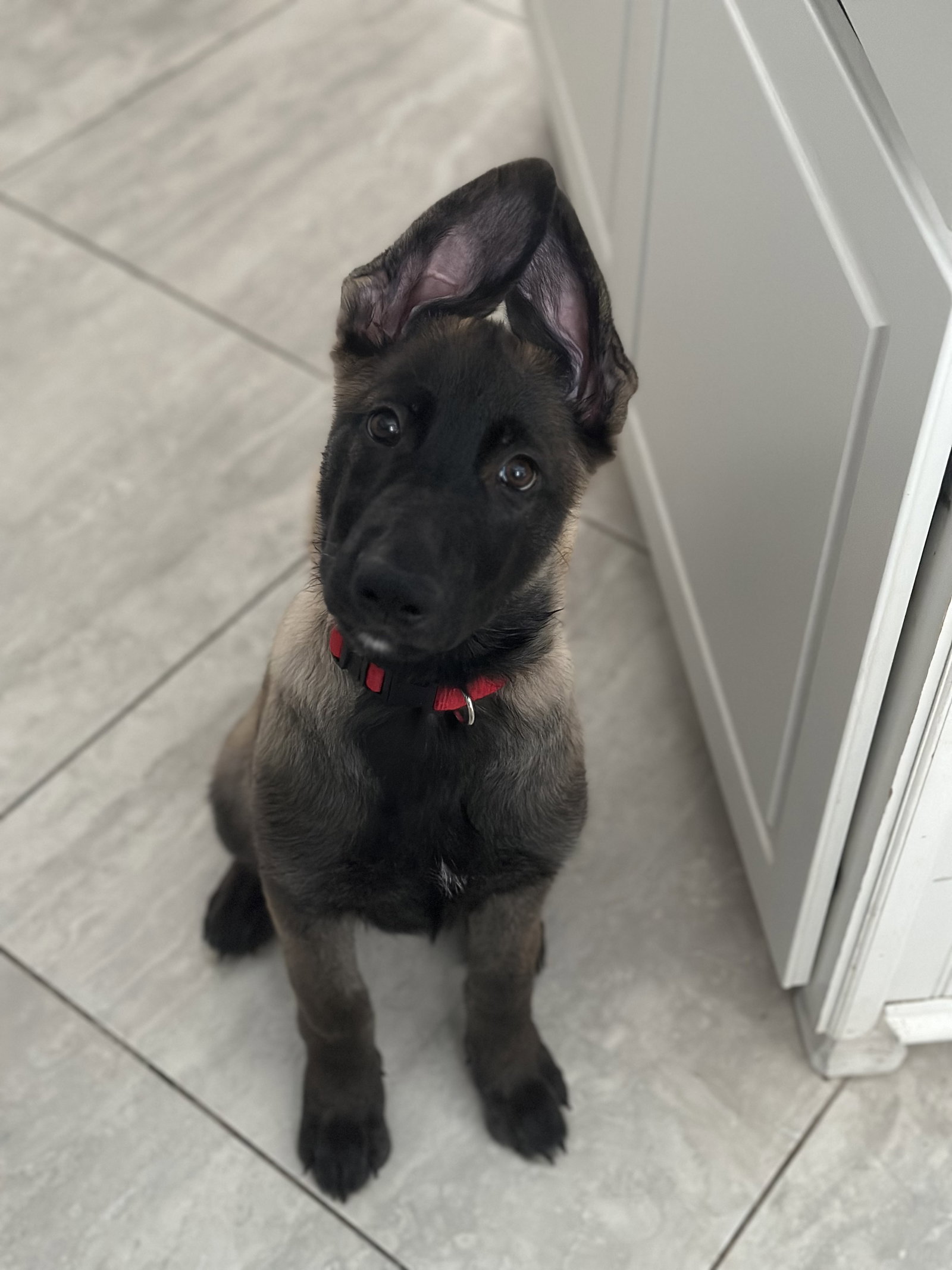 Red Koda Puppy 0591's Web Page
