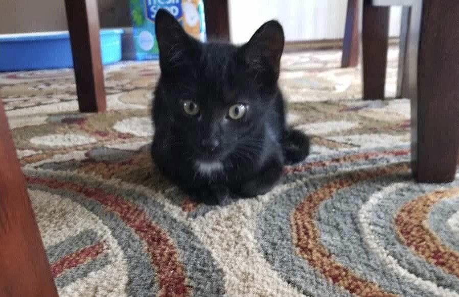 Cats for Adoption in Canton, Ohio | Alpha Paw