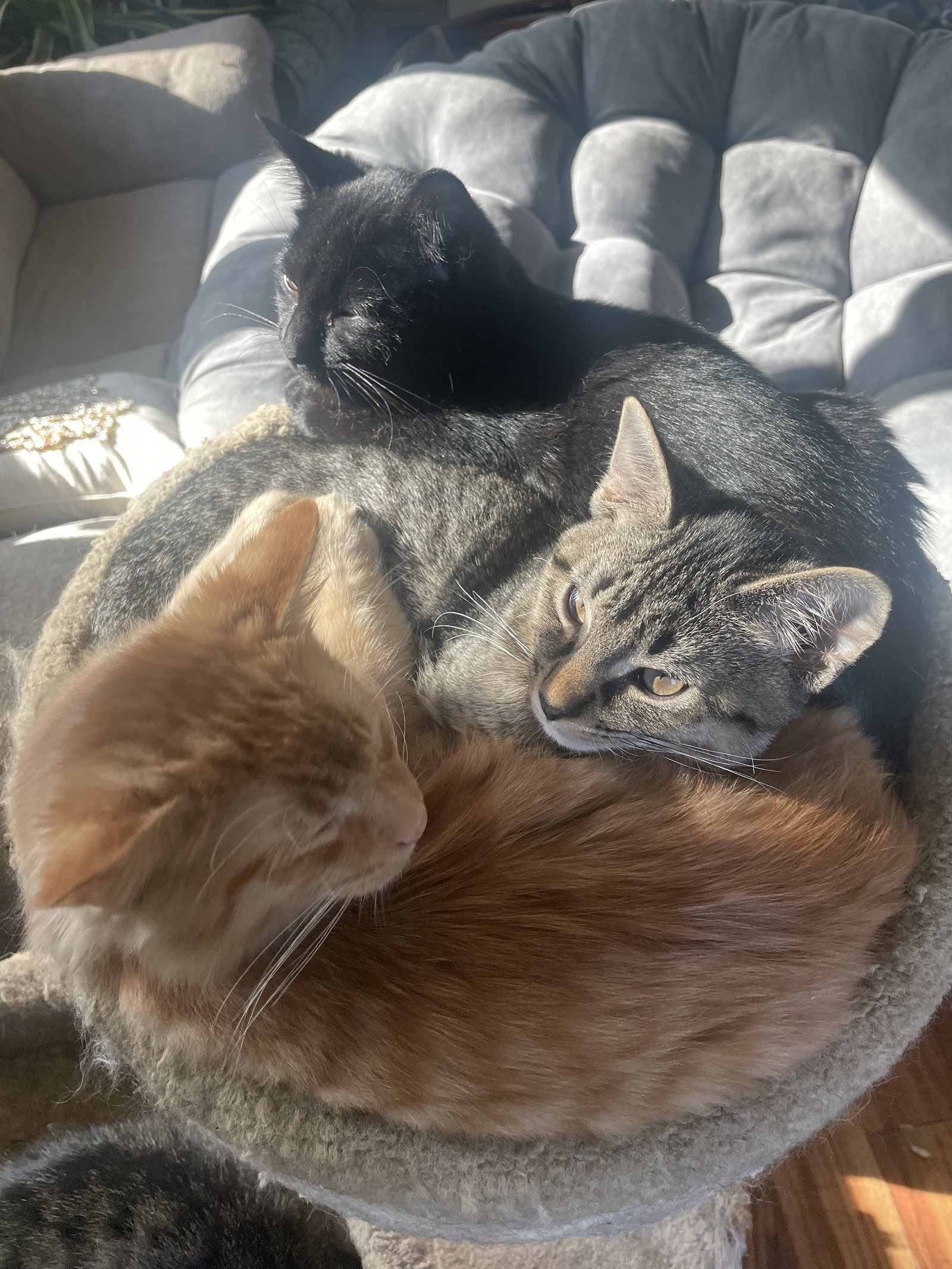 Cats for Adoption in Canton, Ohio | Alpha Paw